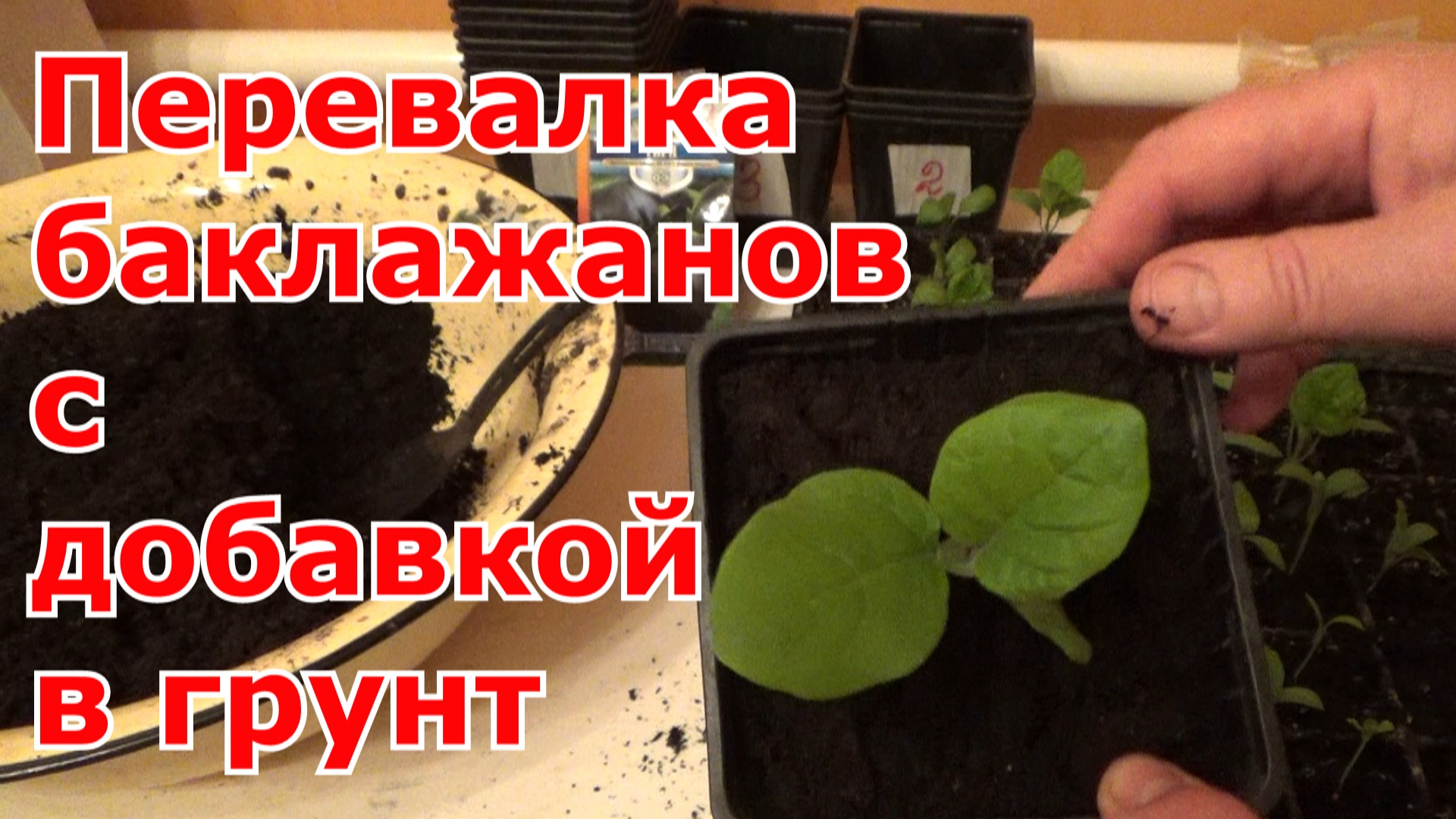 Добавка в грунт, которая поможет увеличить урожайность. Пересадка (перевалка) рассады баклажанов.