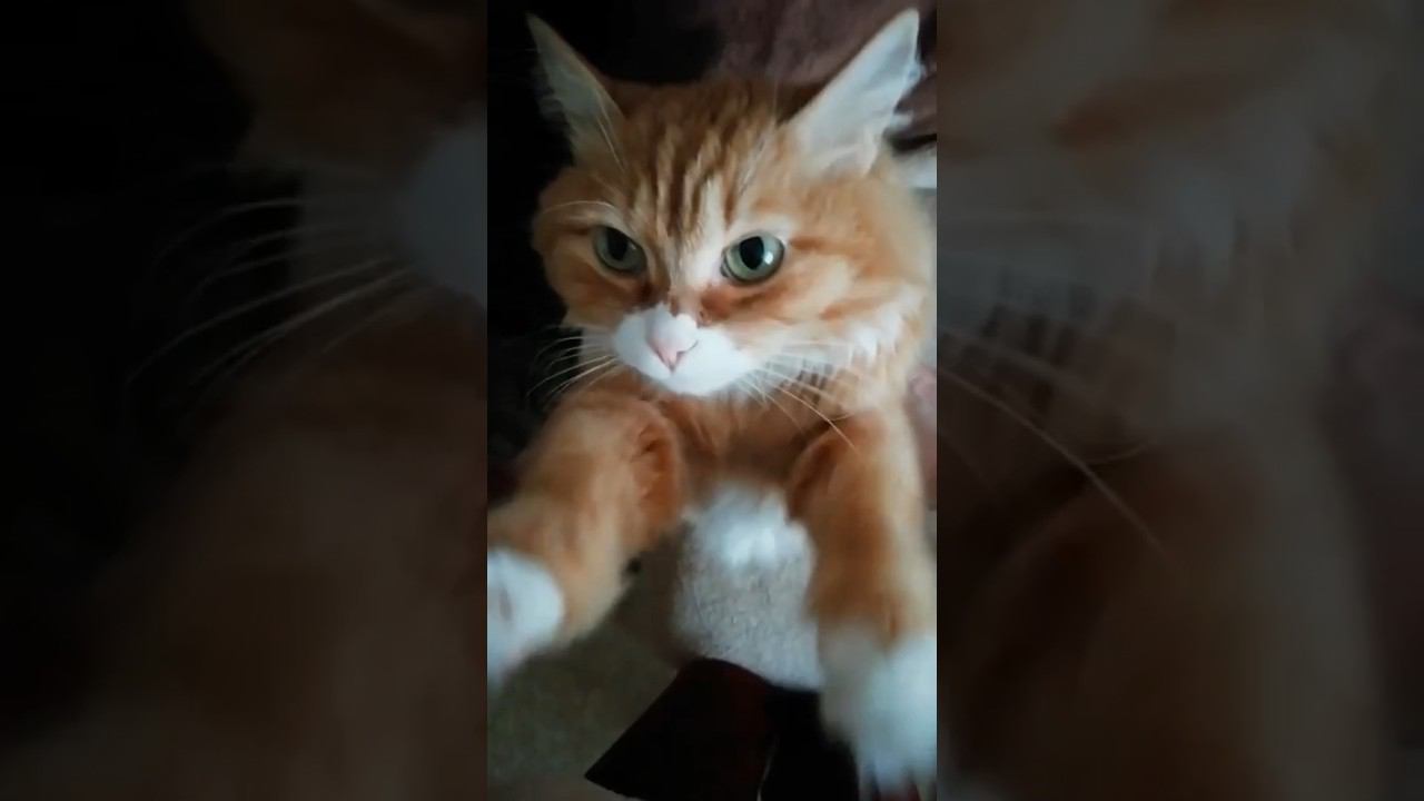 Хочется тепла😻😘 #персик #кот #животные