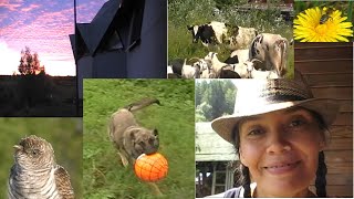 На нашем ранчо релакс. Пес играет в футбол. Раки и караси. Жаба у крыльца. Кукушонок и ласточки.