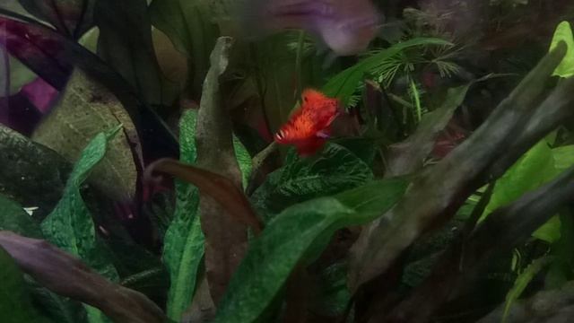 Самцы Пецилий выесняют отношения часть 3. 2021-04-18