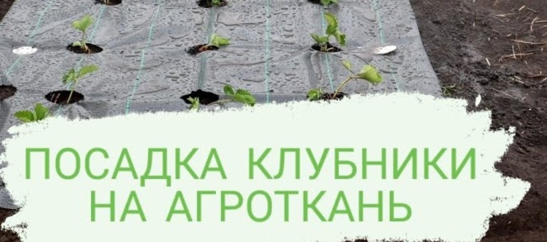 ПОСАДКА КЛУБНИКИ НА АГРОТКАНЬ. ОСЕННЯЯ ПОСАДКА КЛУБНИКИ.
