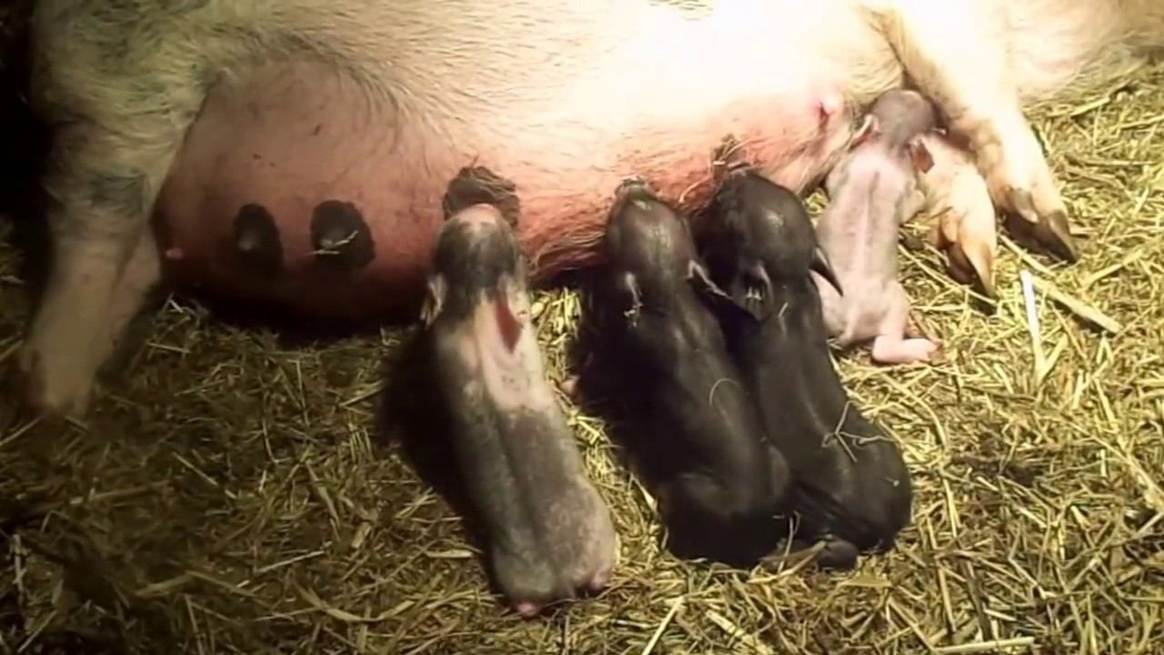 Опорос годовалой Травоядной Мраморной Въетнамской  Свинки.