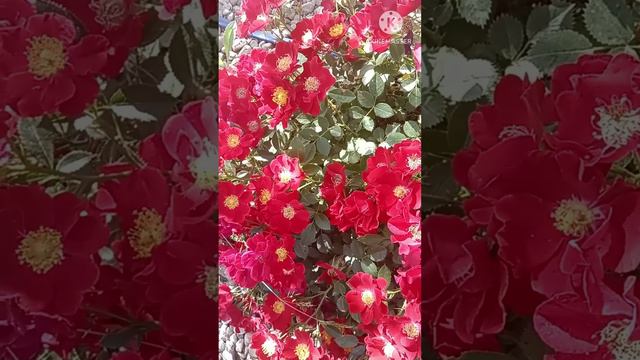 🌹 Альпенглюхем #Shorts