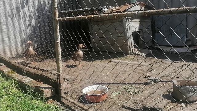 Завёл подсадных белолобых гусей для охоты