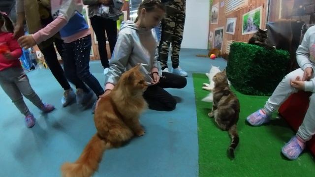 Выставка кошек Орёл