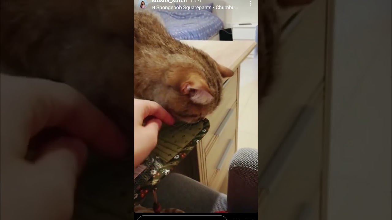 Мои органайзеры интересны не только рукодельницам, но и их питомцам