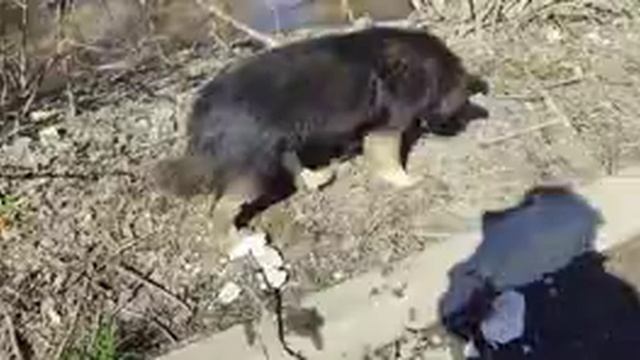 Волонтёрское  движение по  спасению животных  во -  время  наводнения в  Оренбургской  обл