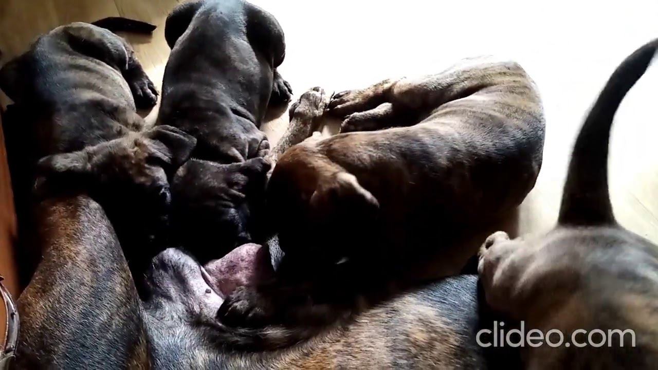 Щенки немецкого боксера 1,5 месяца, полдник))).