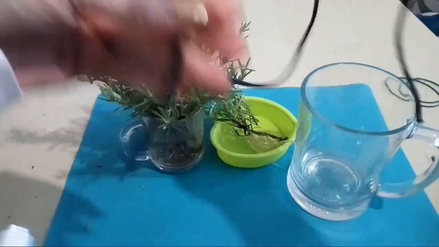 История про РОЗМАРИН откуда привезла зачем посадила ФИТИЛЬНЫЙ ПОЛИВ