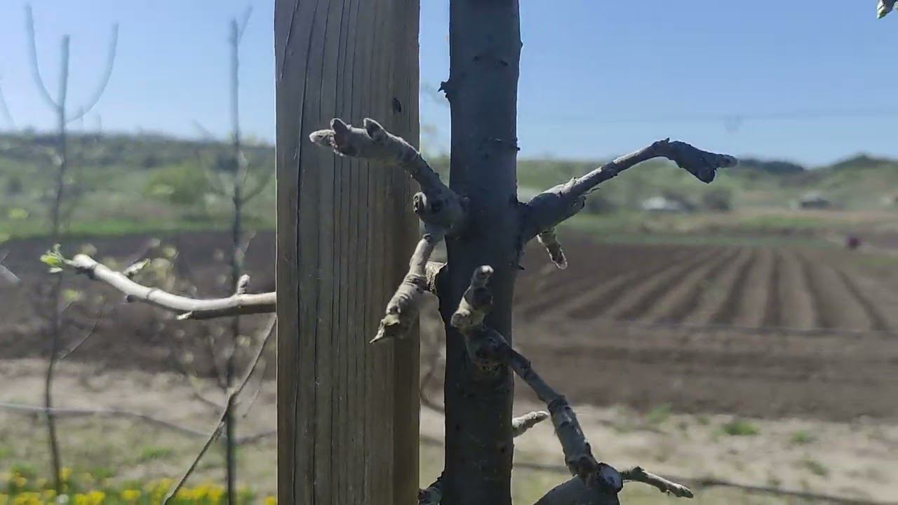 Урожай будет, но не в моем саду