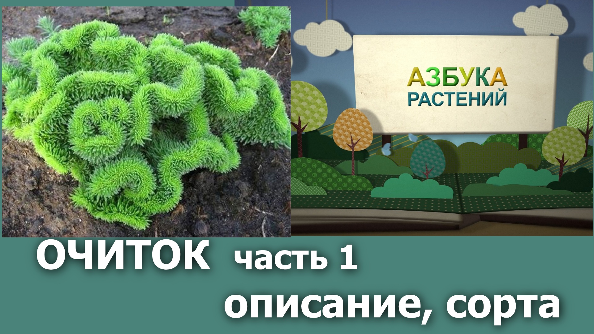 ч.1 Очитки_описание_сорта.mp4