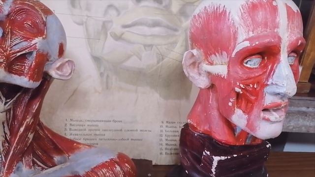 Мышцы и фасции шеи. Треугольники шеи. Мимические и жевательные мышцы