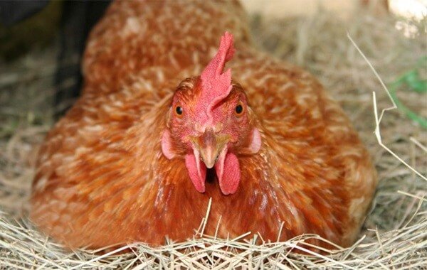 Авиколор порода кур / птицеводство