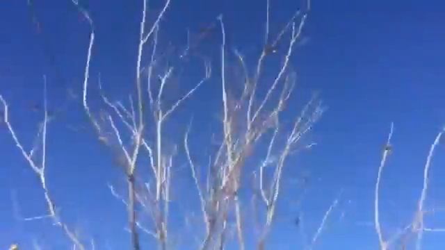 Плодосборщик на мини погрузчик MultiOne