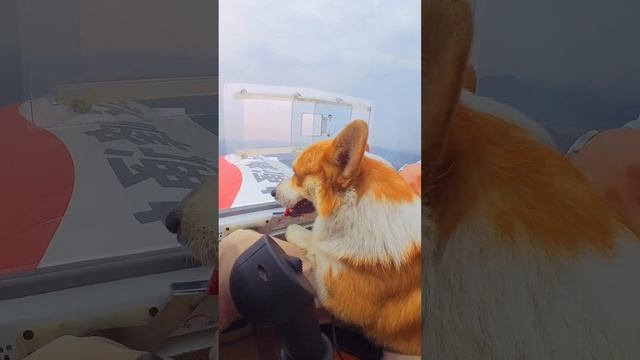 С тех пор вы были собакой, которая видел мир