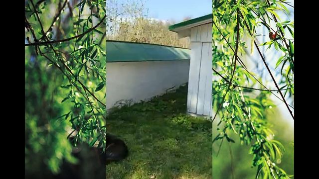 Ясная поляна