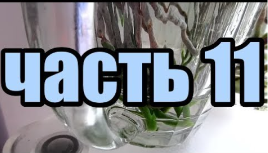 ???Орхидеи в воде спустя 11 месяца. Часть 11  Orchids in water after 11 months..mp4