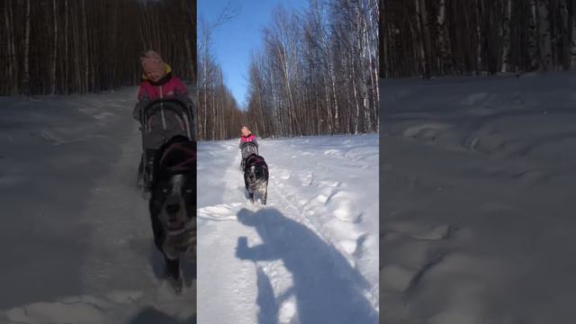 Первая самостоятельная поездка юного каюра...