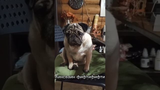 Аинсваин фифтифифти я песок и нефертити #shorts