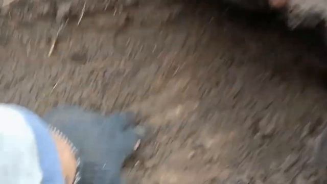 Картофель сарпо мира выращен под соломой по технологии посадил и выкопал без окучивания.mp4