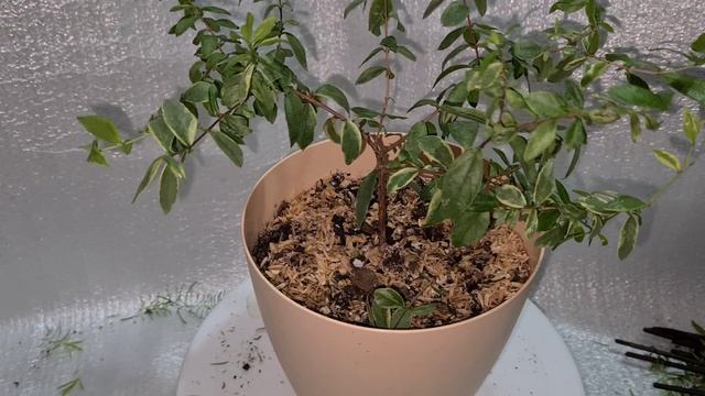 Гранд 7 (обрезка)