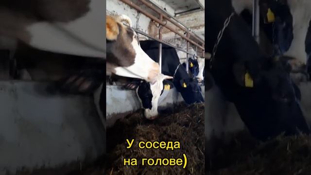 Как вкуснее?))