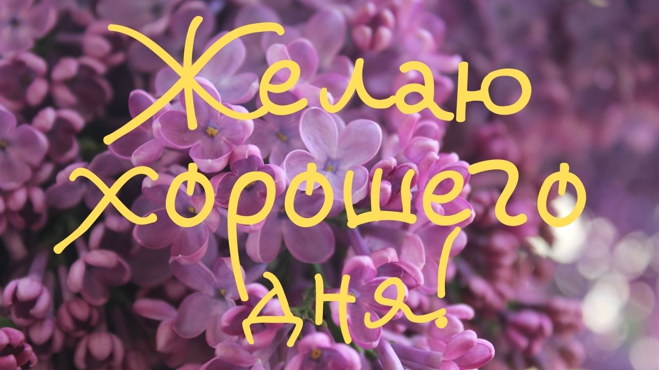 Желаю хорошего дня! Красивые цветы и музыка