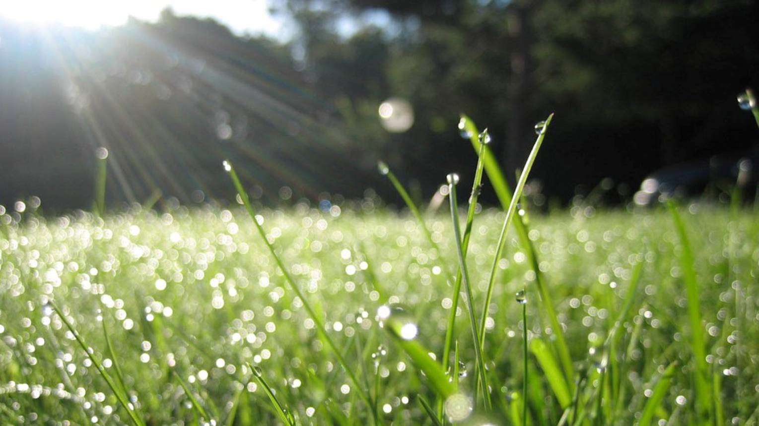 "РОСНОЕ-СЛЁЗНОЕ": стихотворение-плач. Читает автор — Елена Артёменко. Запись — февраль, 2019 года.