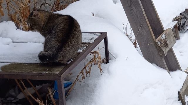 Мартовские коты: мой и не мой