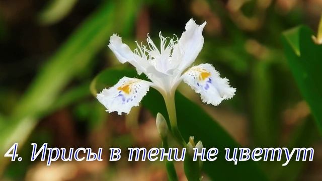 ПОЧЕМУ ИРИСЫ НЕ ЦВЕТУТ?