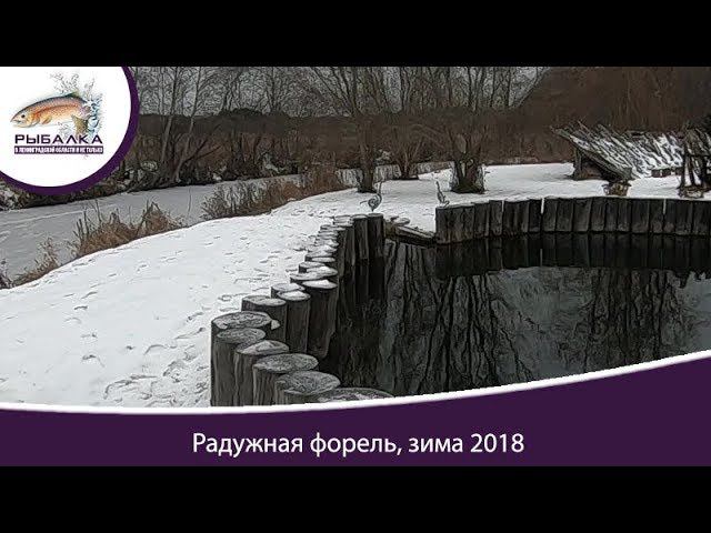 Форель радужная зимой в пруду, видео из под воды.