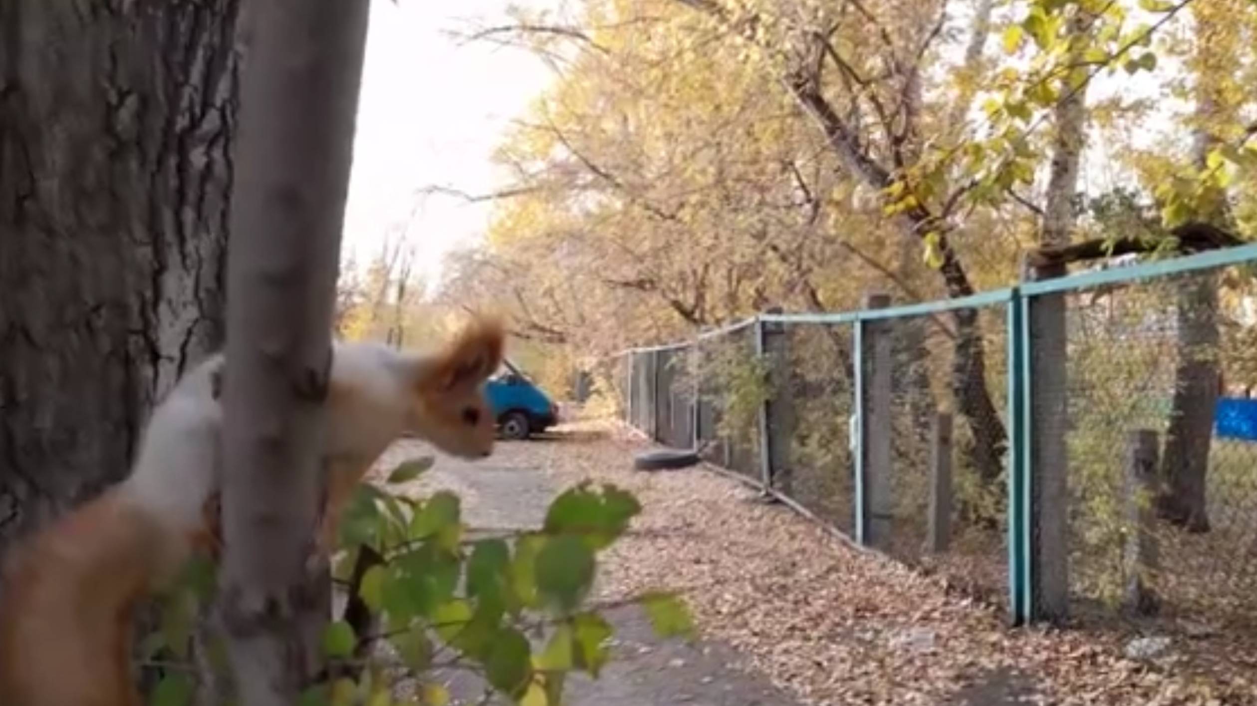 И снова БЕЛОЧКИ! СПЛОШНОЕ УМИЛЕНИЕ!