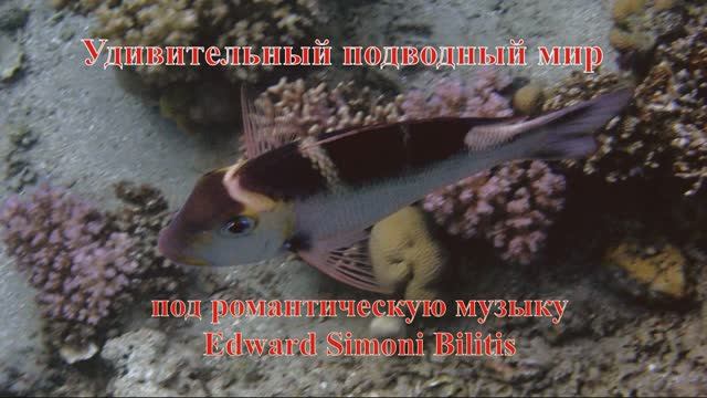 Удивительный подводный мир  Кролик Летрин короткорылый под музыку музыку Edward Simoni Bilitis