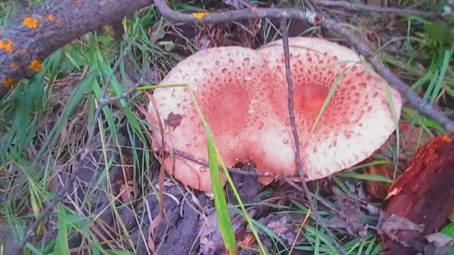 Гриб-зонтик