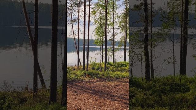Карелия. Природа. Июнь 2023г