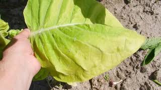 Когда убирать табак