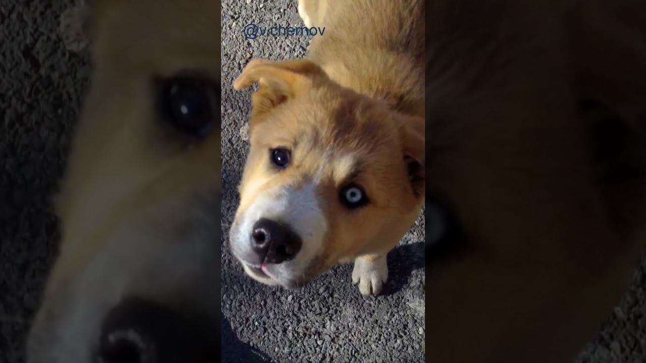 У щенка разные глаза #животные #разныеглазаусобаки