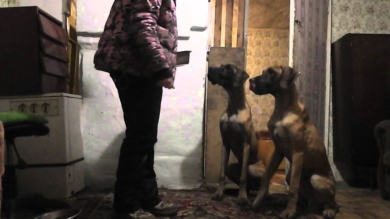 Чтобы что то делать хорошо   это нужно делать много, поэтому мы каждый день, каждое кормление продел