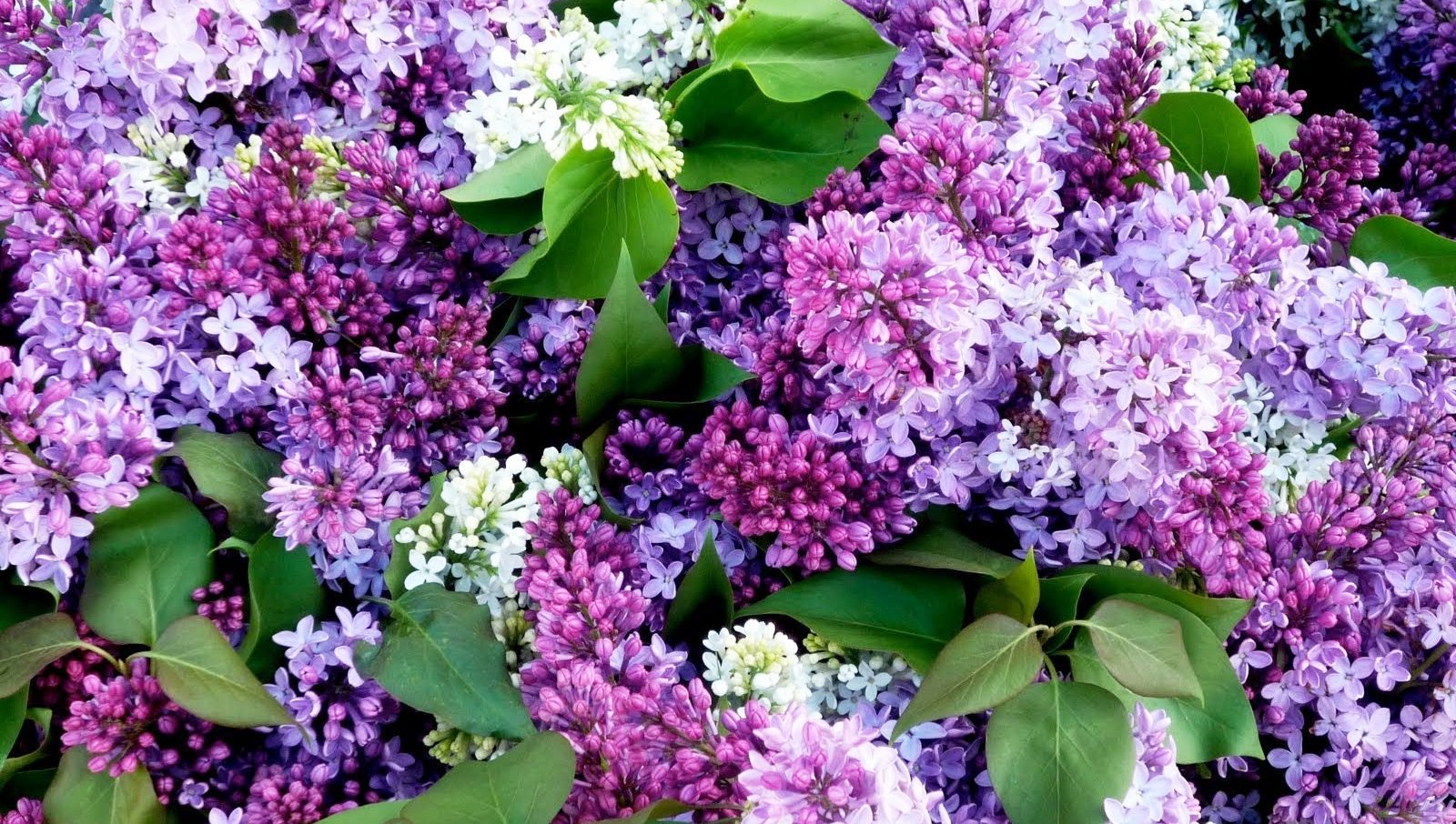 C.Рахманинов.Сирень