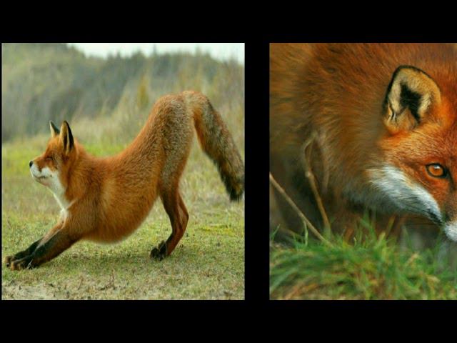 #Cидимдома. Детям о животных.Выпуск 4. Лиса.