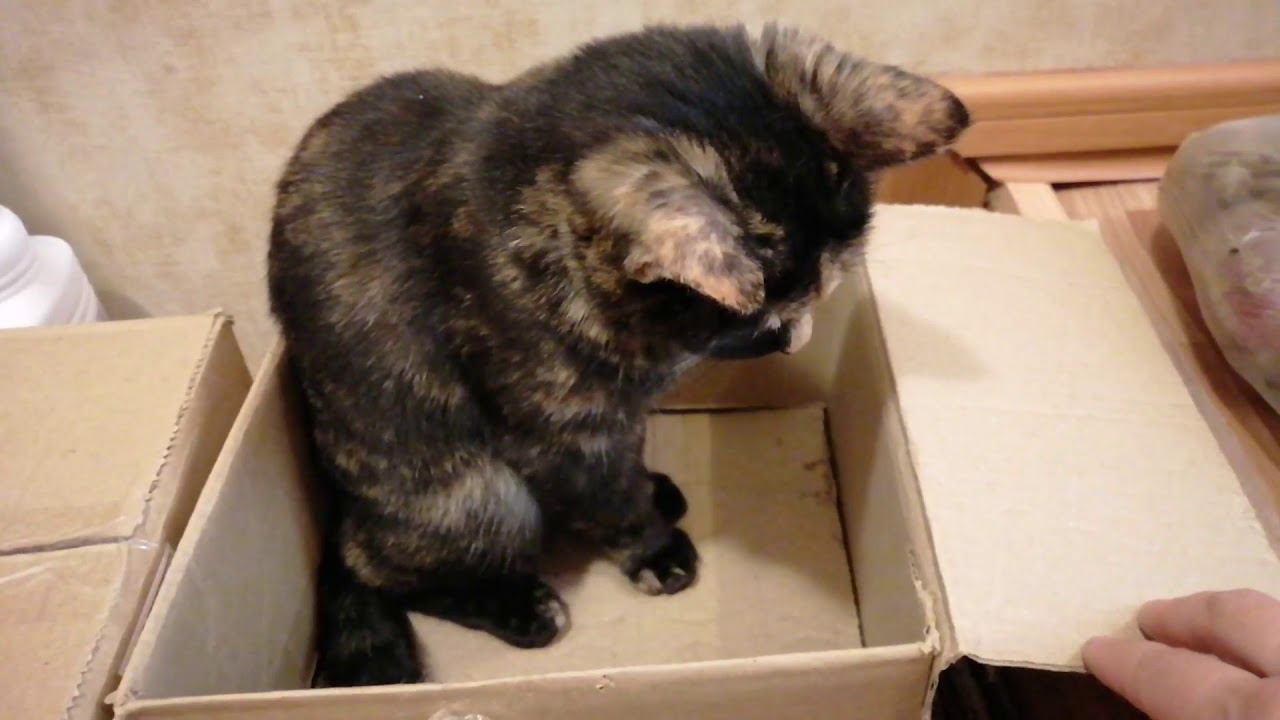 Муркины бусы.