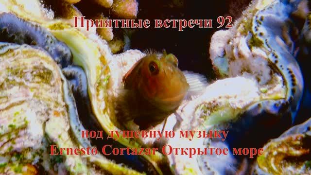 Приятные встречи 92 Собачка нитеперая под душевную музыку Ernesto Cortazar Открытое море