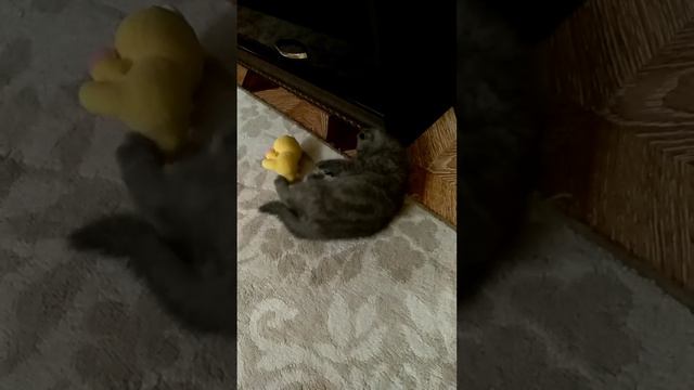 Нашёл себе кого отфулболивать🐈