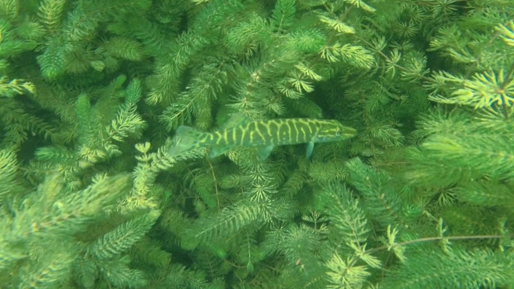 Синявинский карьер. Погружаемся в подводный лес.
