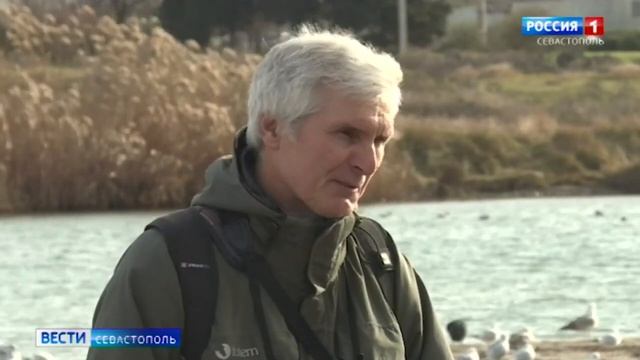Какие редкие птицы зимуют в Севастополе в этом году рассказал известный учёный