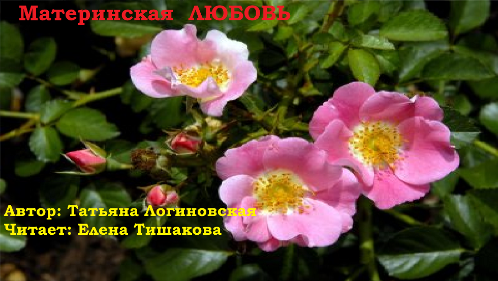 Материнская любовь.