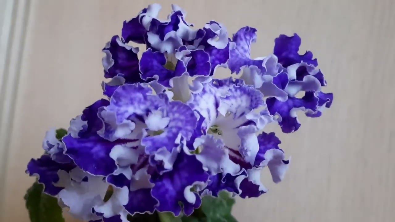 Стрептокарпус ZM- Ицуки