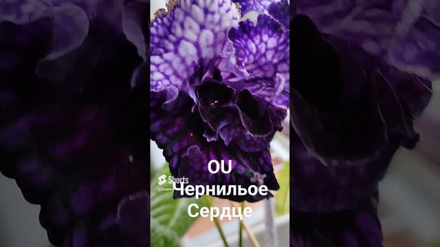 OU Чернильное сердце.