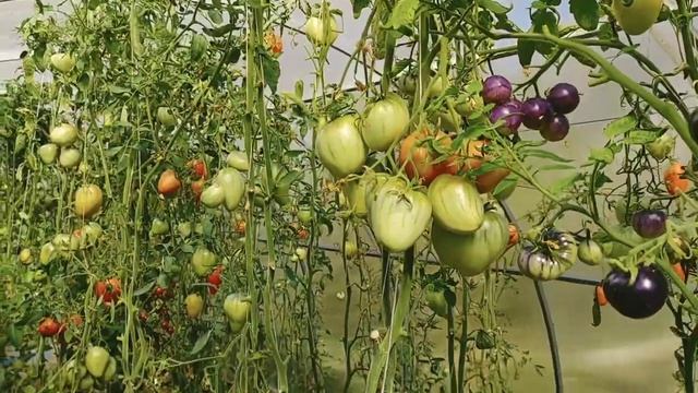 Томаты на улице и в теплице в сентябре. Обзор 11.09.2021.mp4