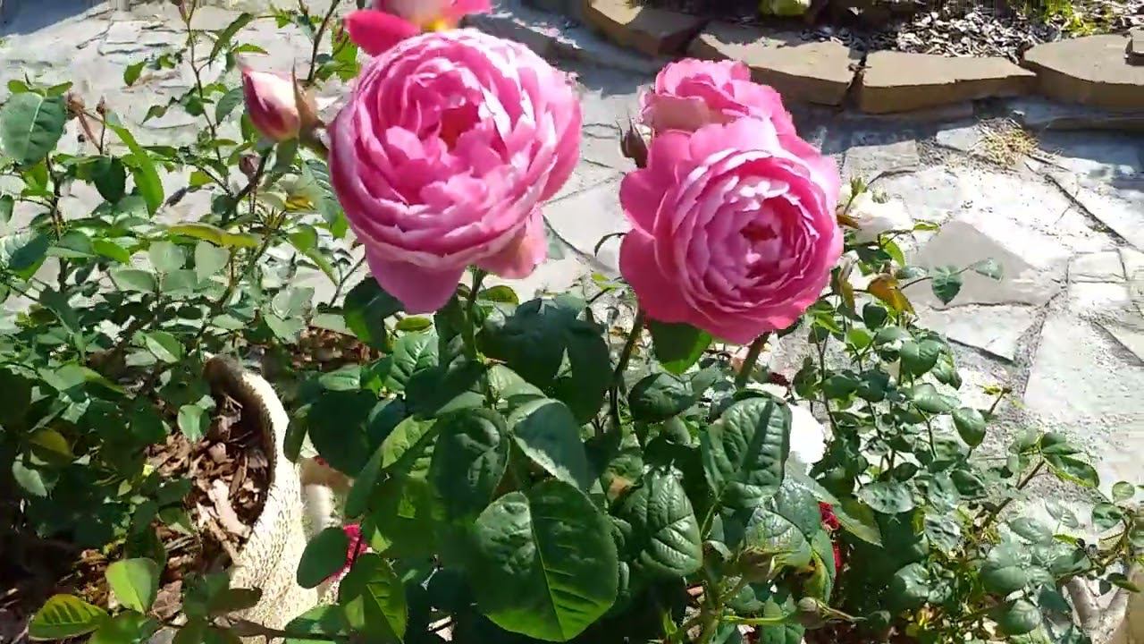 Начинают цвести розы Усыниных 02.06.24